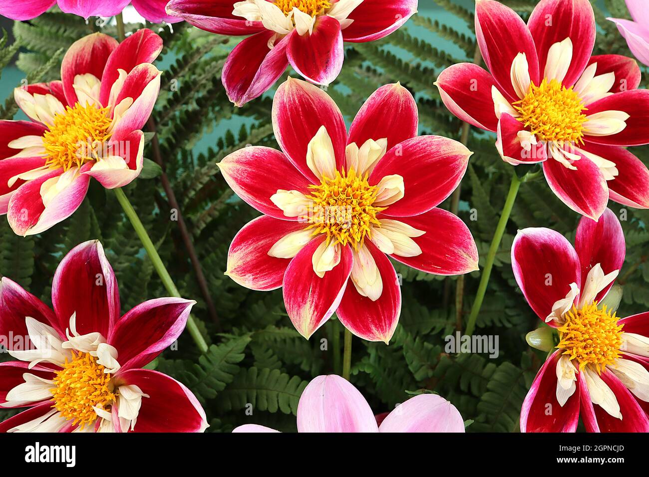 Short pale yellow florets hi-res stock photography and images - Alamy
