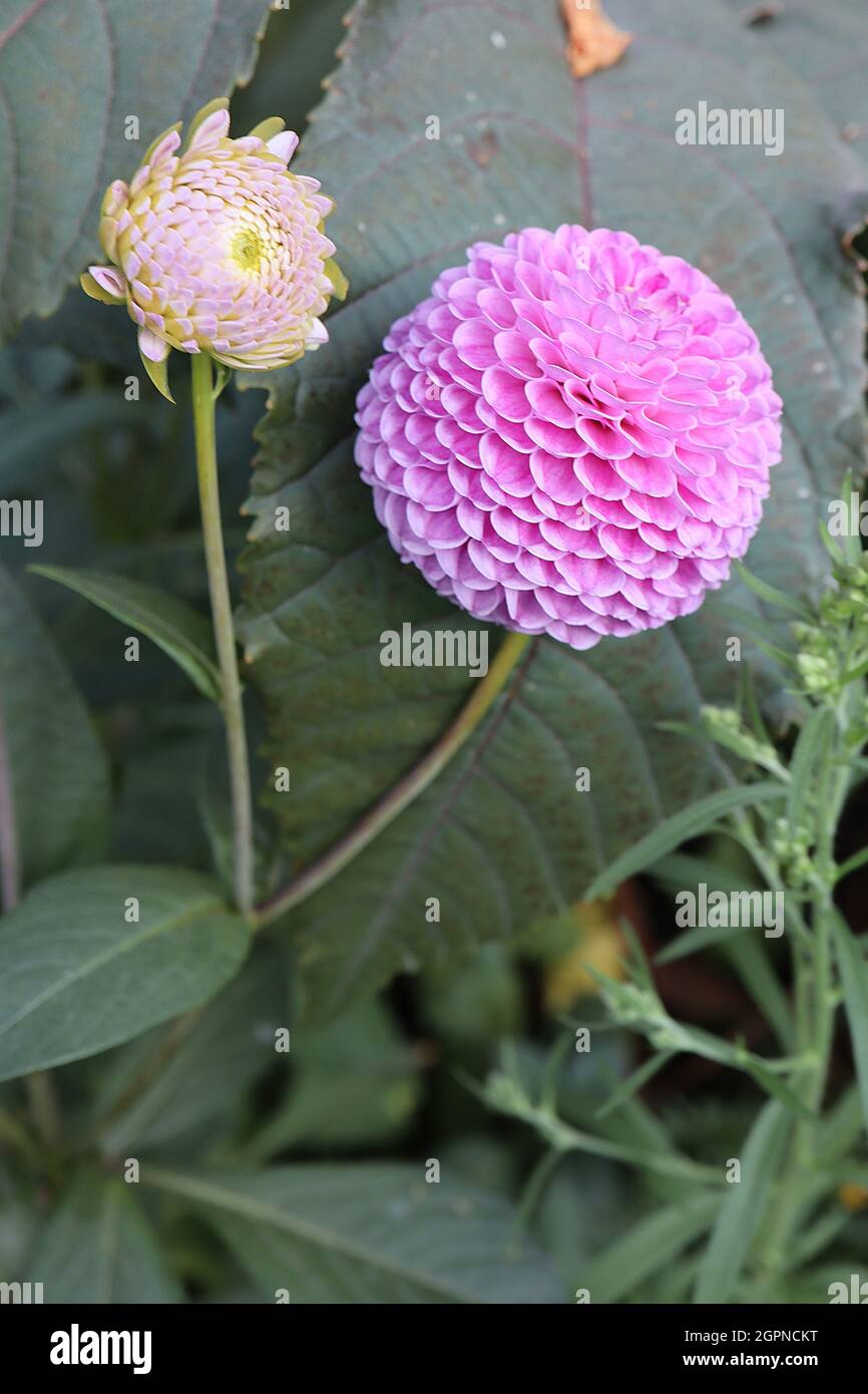 Pink spherical flowers hi-res stock photography and images - Alamy