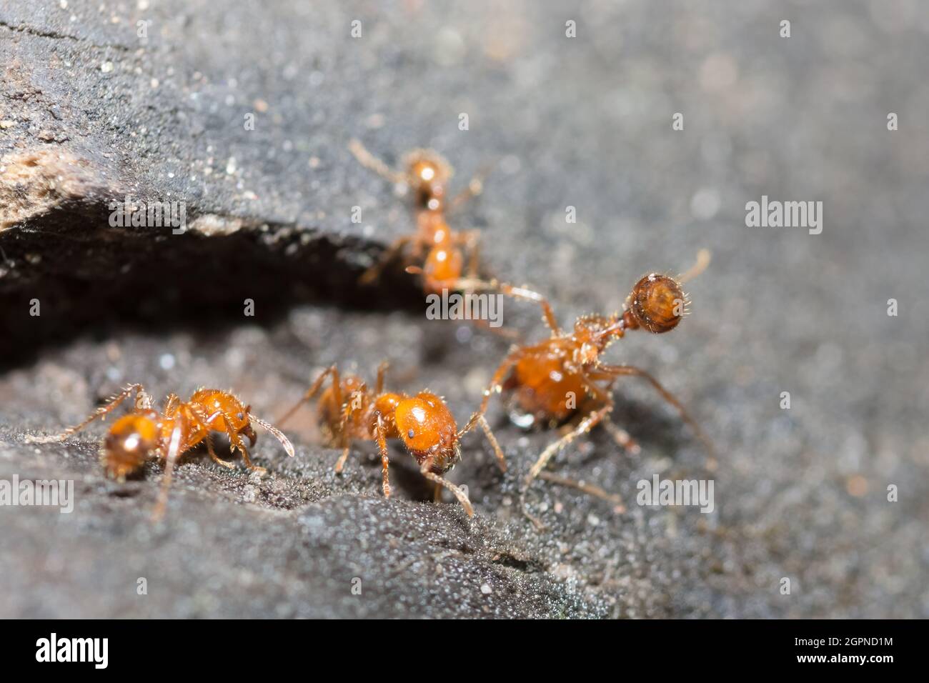 Red imported fire ant hi-res stock photography and images - Alamy