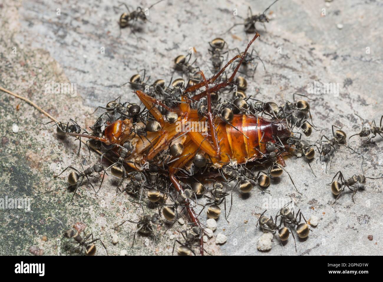 Ant colonies eat cockroaches Stock Photo - Alamy