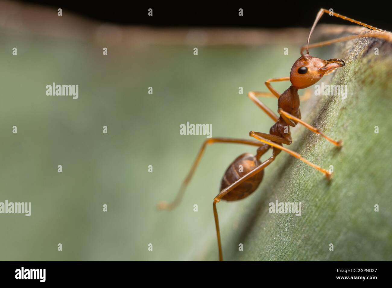 macro red ant Stock Photo - Alamy