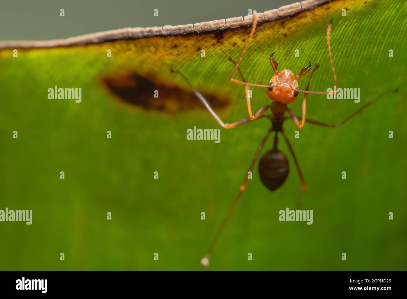 Close up ants swarm eating hi-res stock photography and images - Alamy