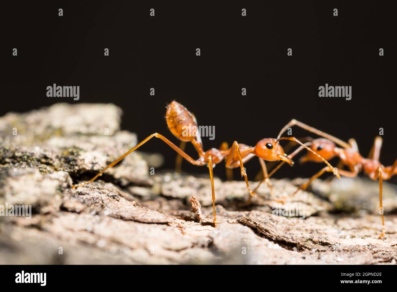 Fire ant sting hi-res stock photography and images - Alamy
