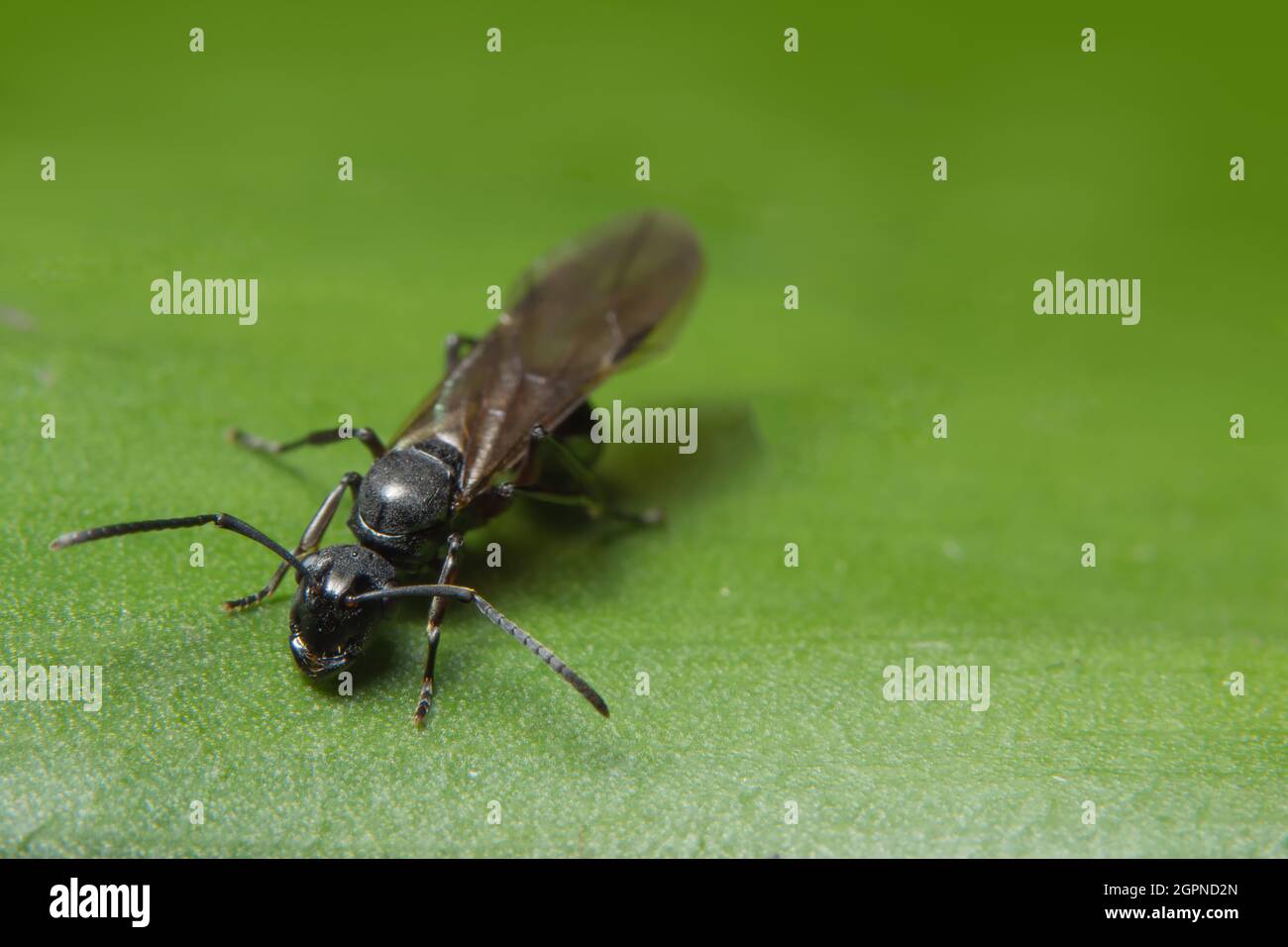 macro Ant with wings Stock Photo - Alamy