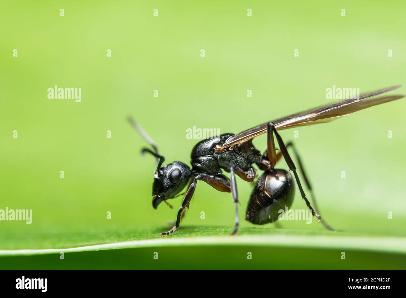 Winged carpenter ant hi-res stock photography and images - Alamy