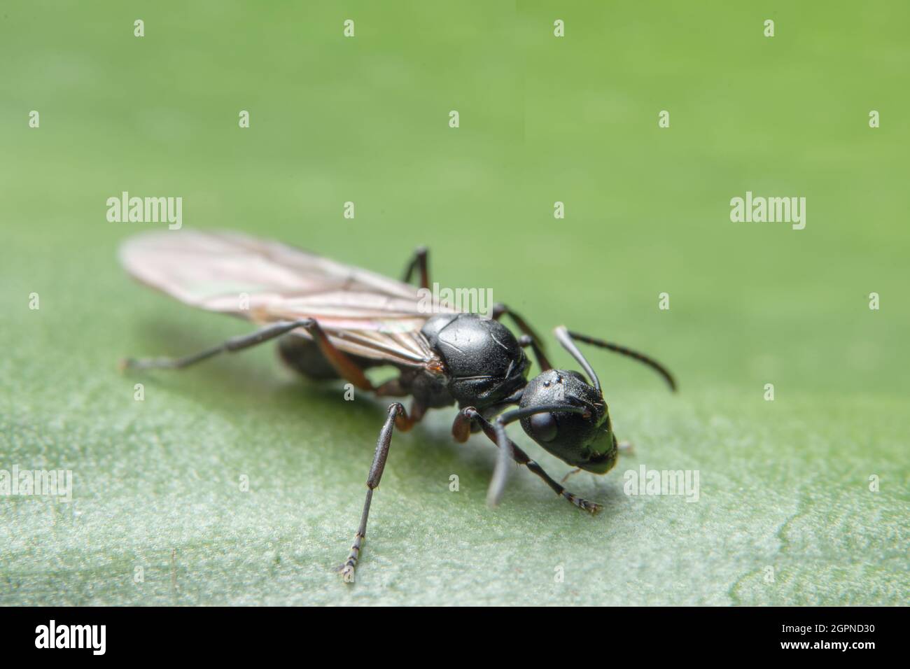 macro Ant with wings Stock Photo - Alamy