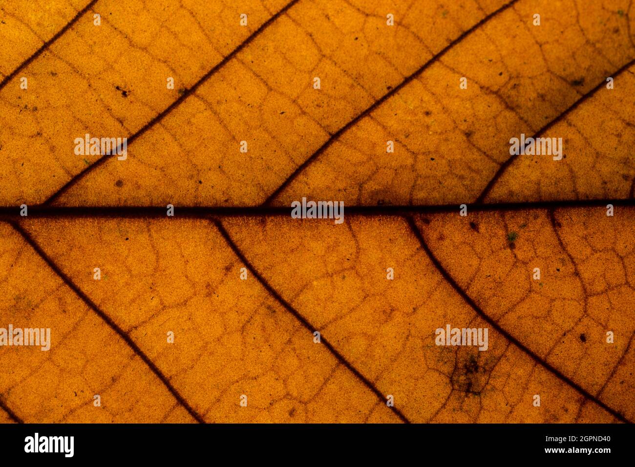 Macro background, dried leaf pattern Stock Photo - Alamy