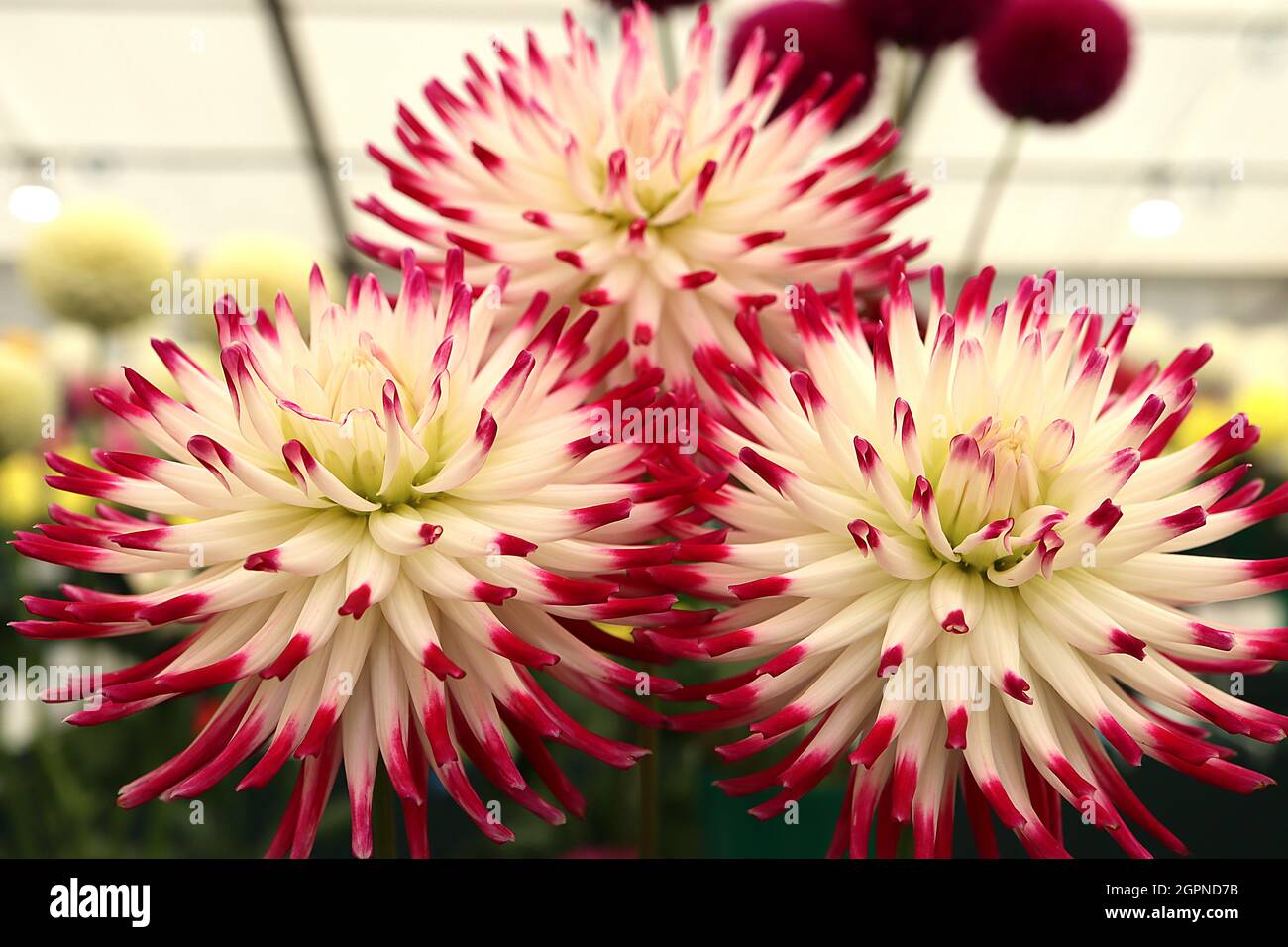 Dahlia ‘Josudi Neptune’ Cactus dahlia Group 8 cream flowers with ...