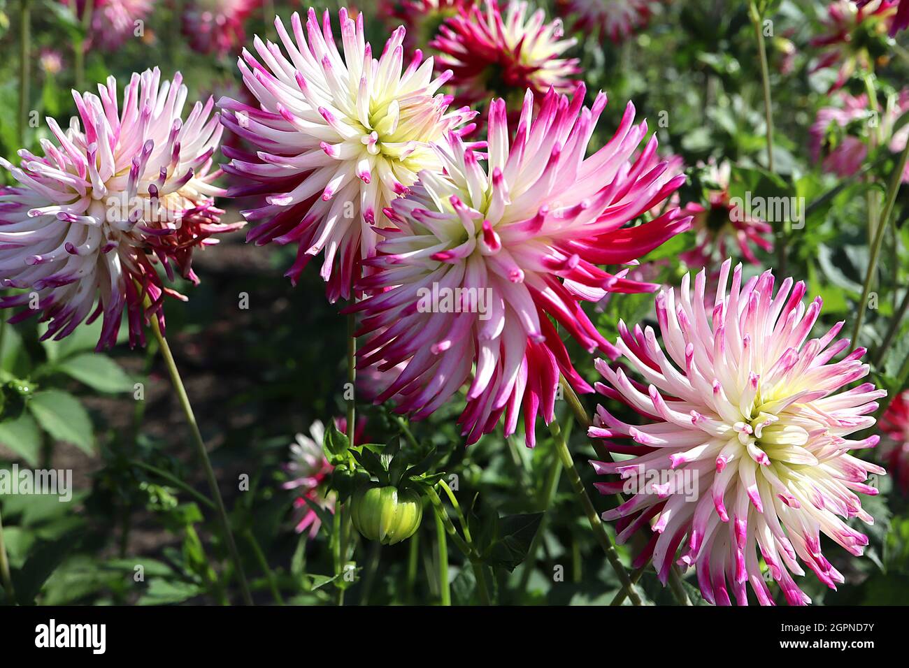 Crimson tips hi-res stock photography and images - Alamy