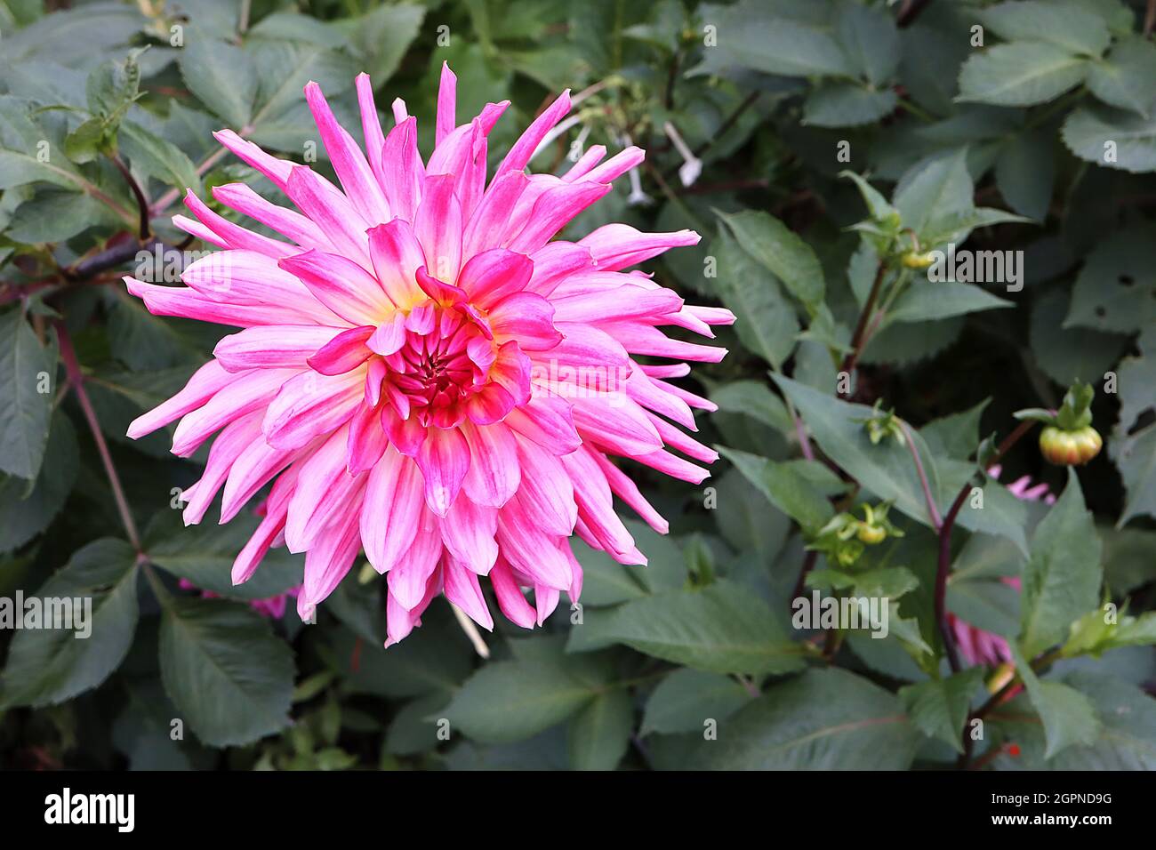 Dahlia ‘Karma Pink Corona’ Semi-cactus dahlia Group 9 pink flowers with ...