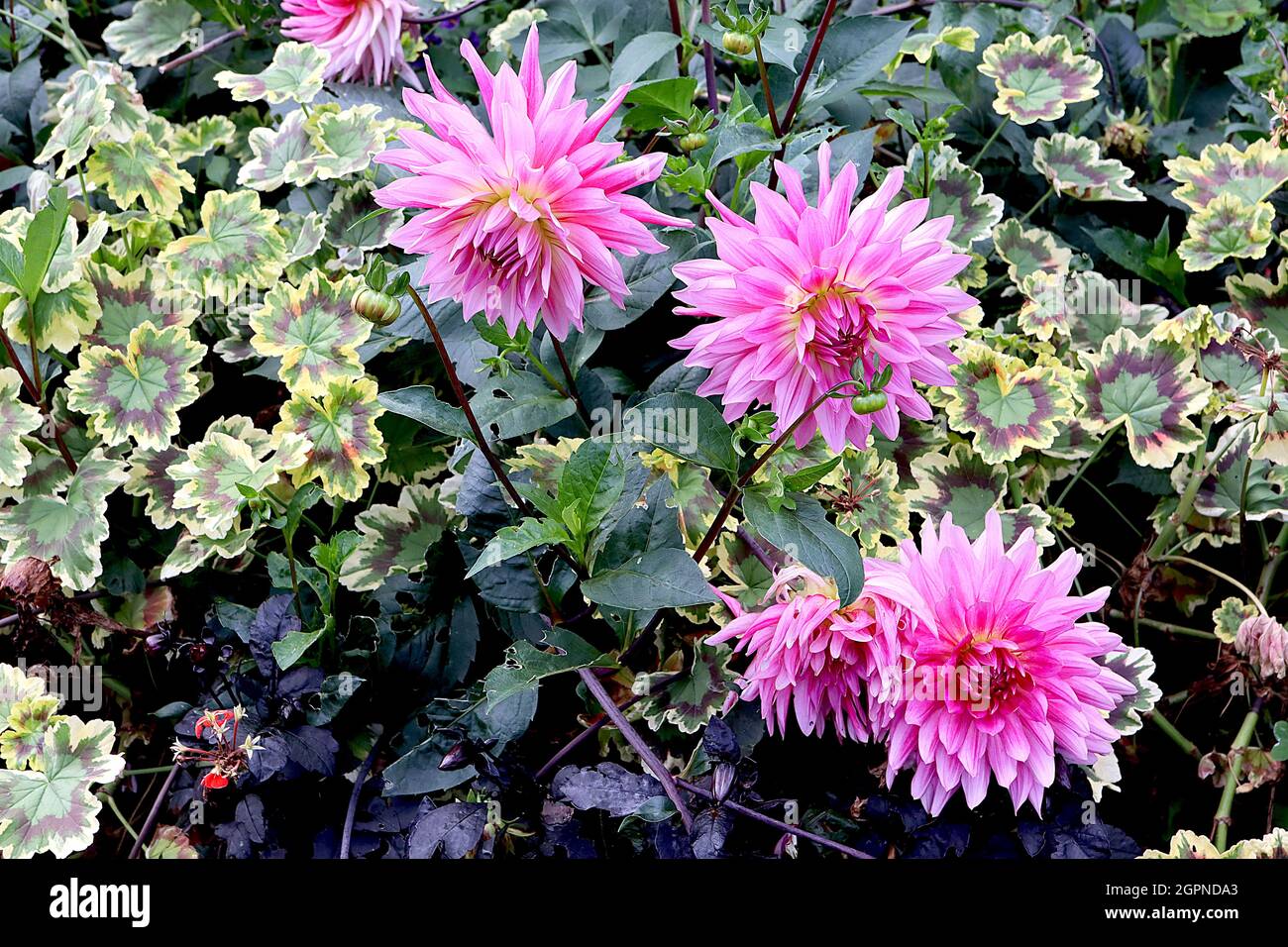 Dahlia ‘Karma Pink Corona’ Semi-cactus dahlia Group 9 pink flowers with ...