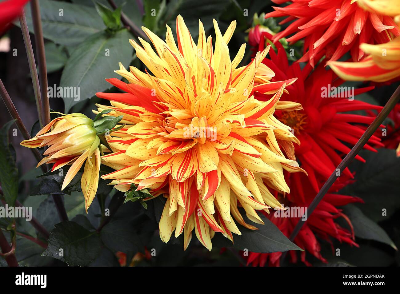 Dahlia ‘Karma Red Corona’ Semi-cactus dahlia Group 9 red flowers with ...