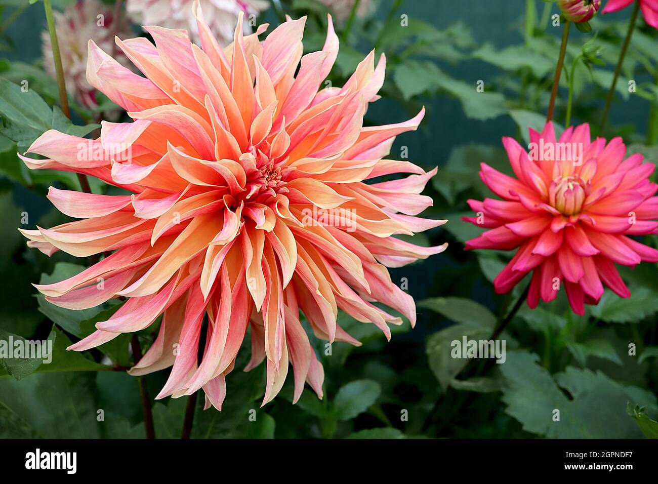 Pointed petals hi-res stock photography and images - Alamy
