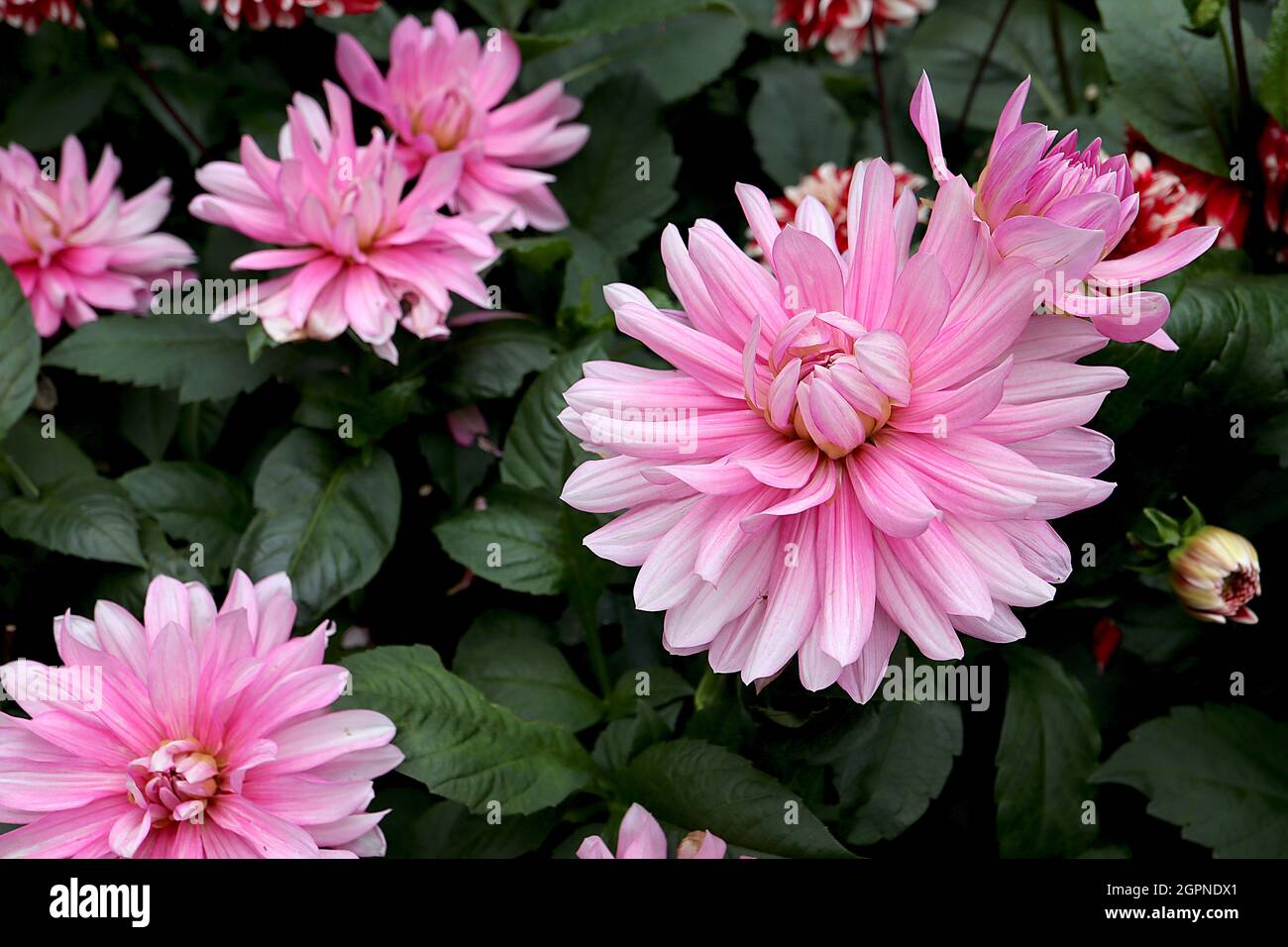 Dahlia ‘Pink Magic’ Decorative Dahlia Group 5 medium pink flowers with ...