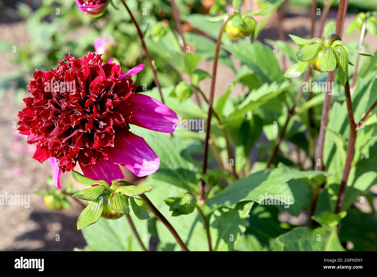 Dahlia ‘Poodle Skirt’ Anemone-flowered dahlia Group 2 deep pink outer ... Dahlia ‘Poodle Skirt’ Anemone-flowered dahlia Group 2 deep pink outer ...