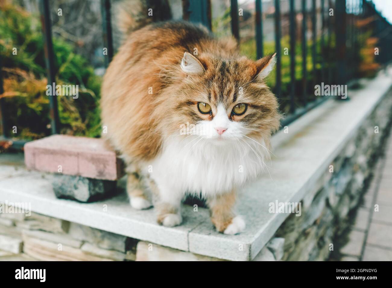 Fluffy colored cat walks along the fence. Walk down the street Stock ...