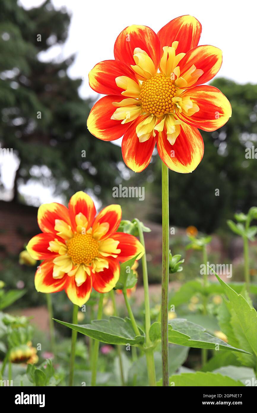 Dahlia ‘Pooh Swan Island’ Collerette dahlia Group 3 red flowers with ...