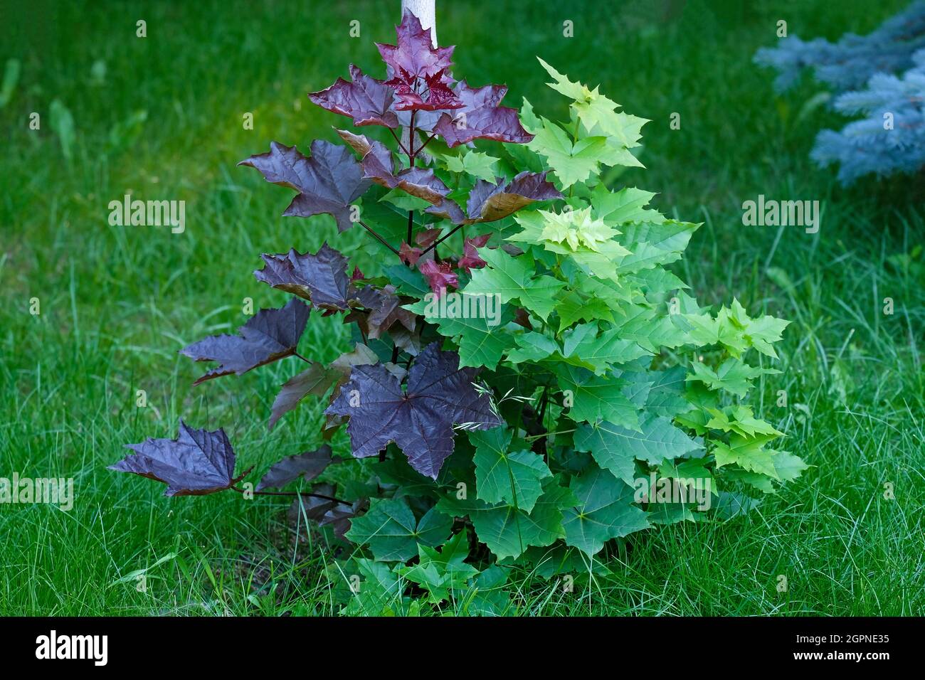 Young trees of the Canadian maple. Green and purple trees Stock Photo ...