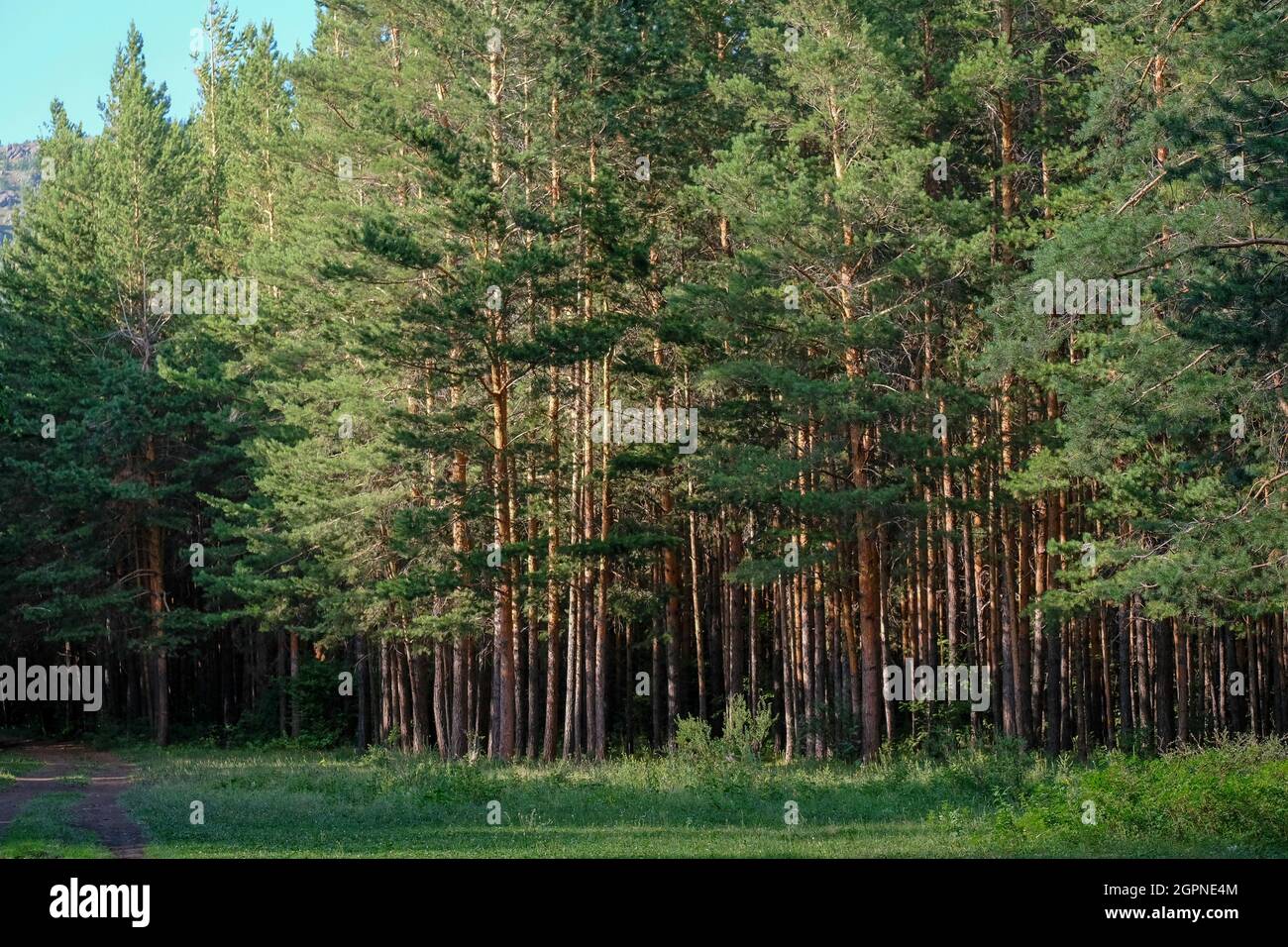 Forest in the distance hi-res stock photography and images - Alamy