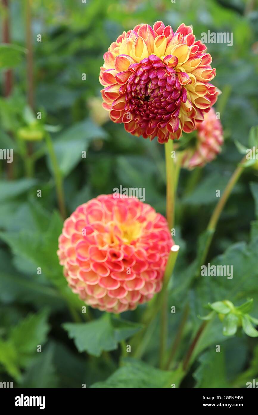 Pink flowers in spherical clusters hi-res stock photography and images ...