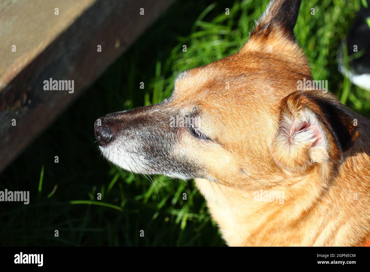 cute dog in the sun Stock Photo - Alamy