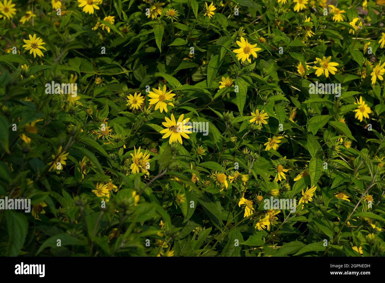 Yellow flowers of helianthus 'lemon queen' perennial plant sunflower ...