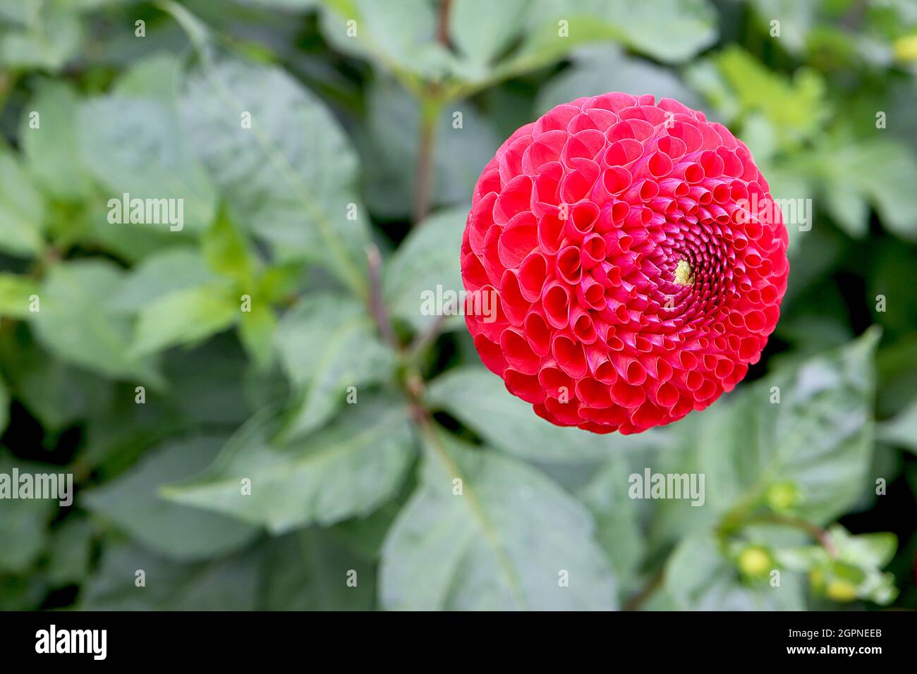 Pompon dahlia group 7 hi-res stock photography and images - Alamy