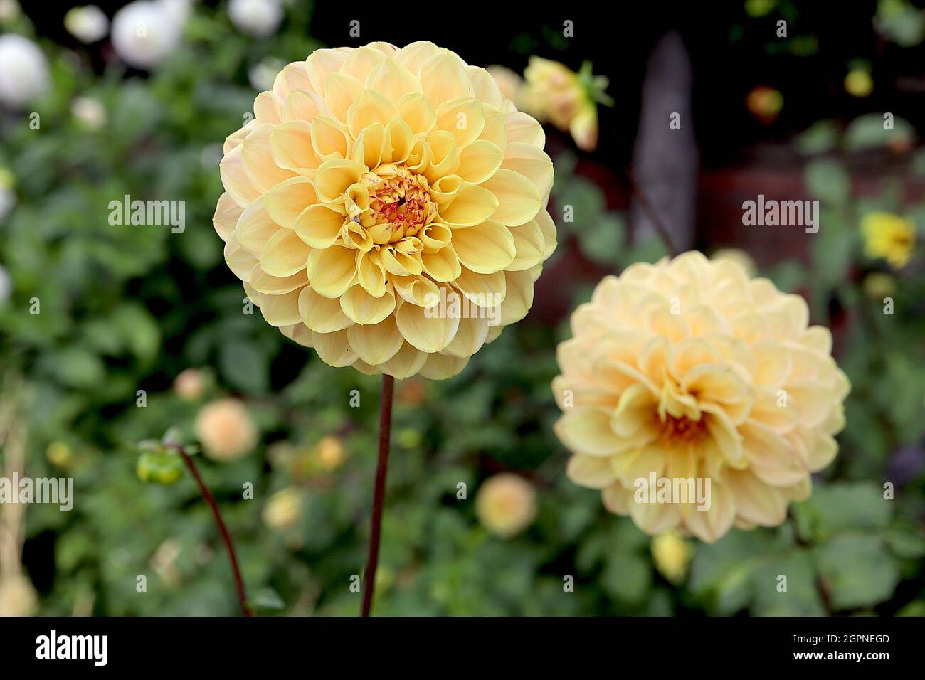 Dahlia ‘Yellow Jill’ Decorative Dahlia Group 5 spherical light yellow ...