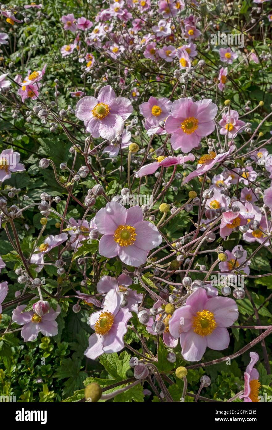 Close up of pink Japanese anemone anemones flowers windflower flowering ...
