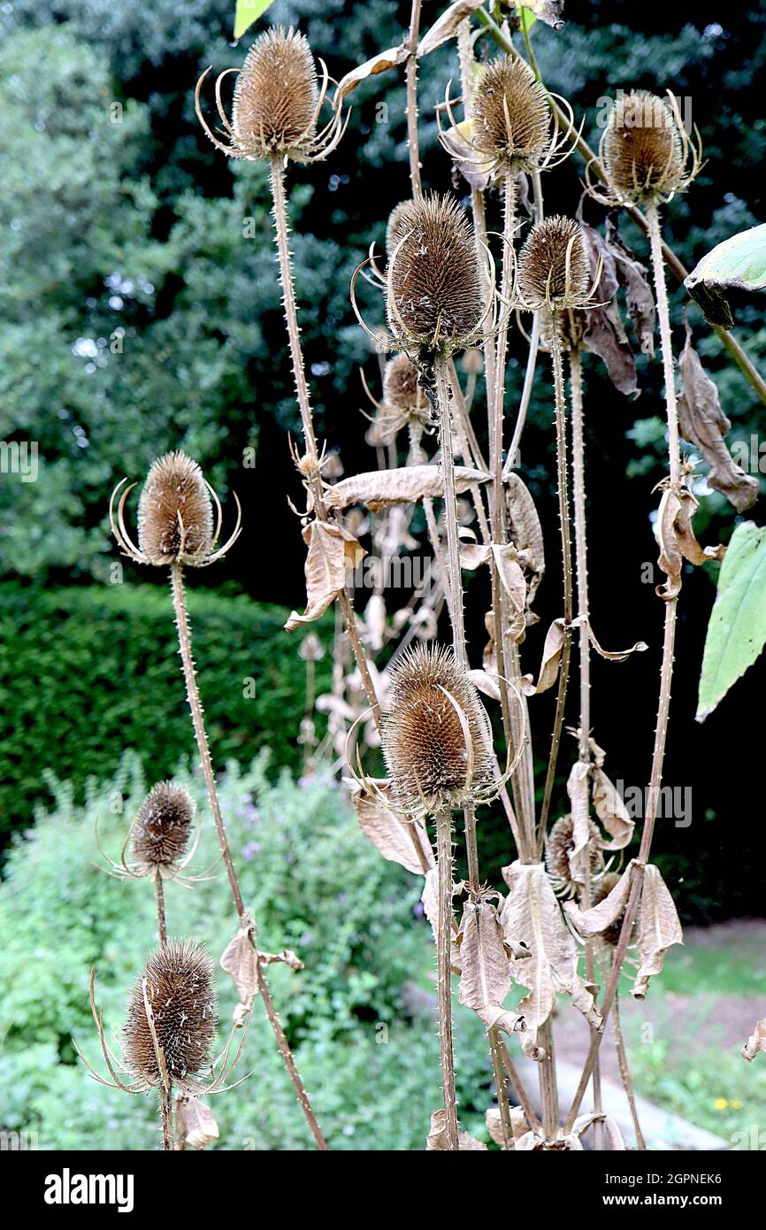 Tall stems hi-res stock photography and images - Alamy