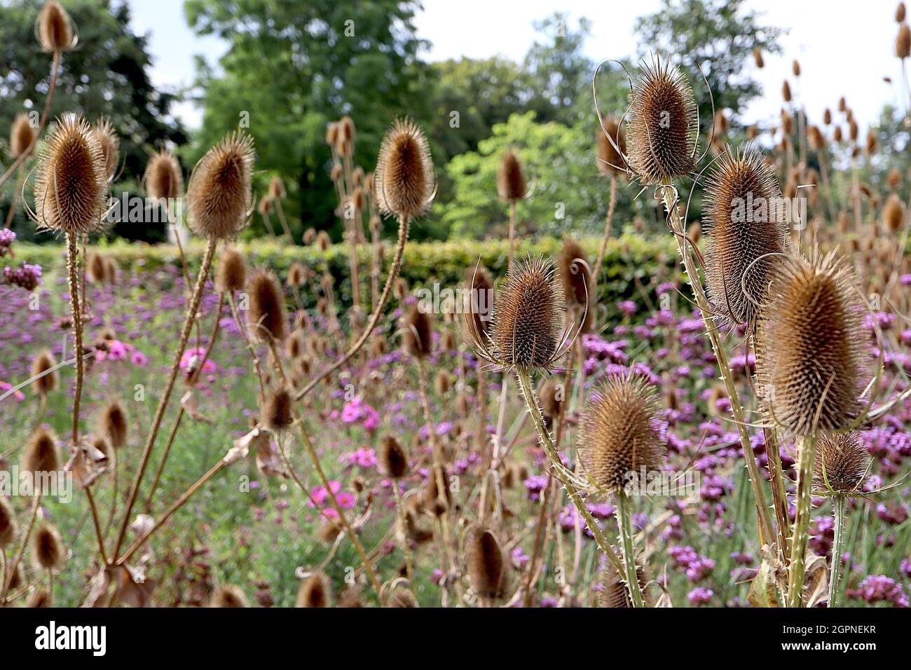 Ovoid seed heads hi-res stock photography and images - Alamy