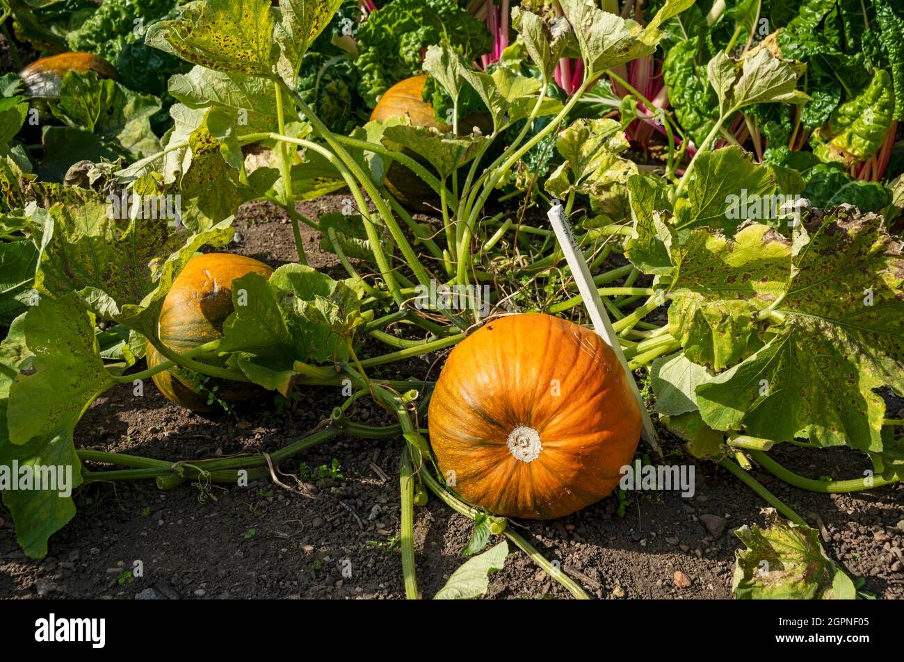 Pumpkin Cargo variety pumpkins growing in a veg plant plants vegetable ...