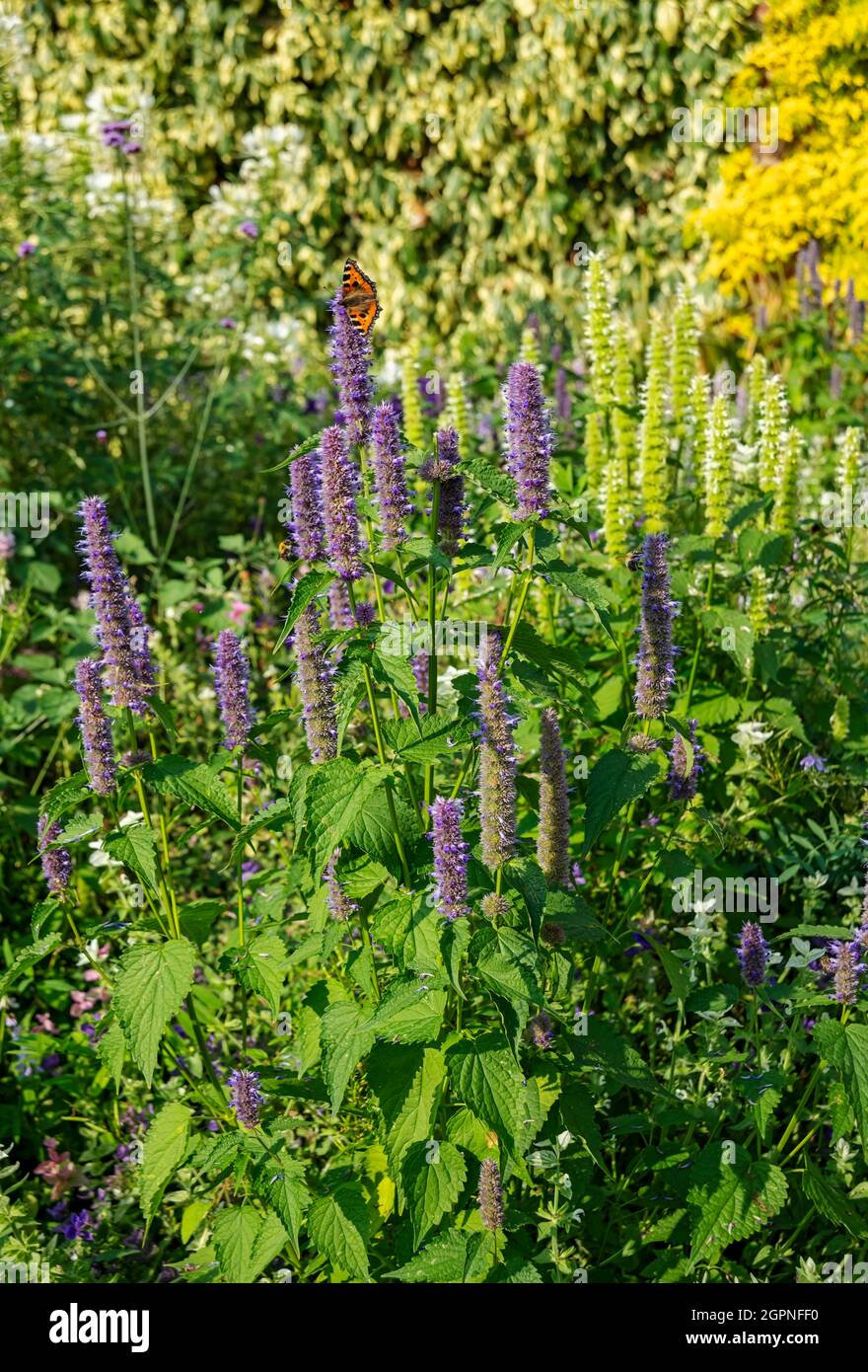 Purple flowering hyssop hi-res stock photography and images - Alamy