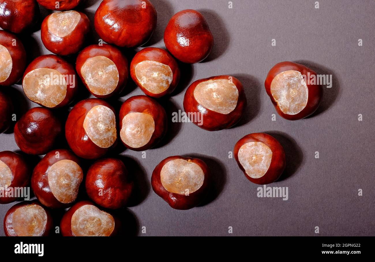 horse chestnut conkers on brown background Stock Photo - Alamy