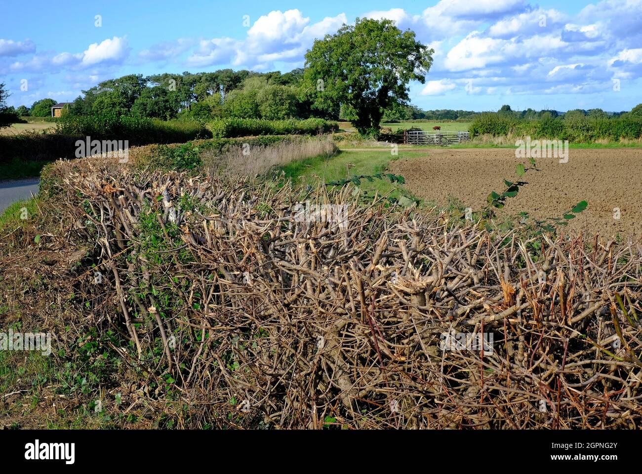 trimmed, cut hedgerow, north norfolk, england Stock Photo - Alamy