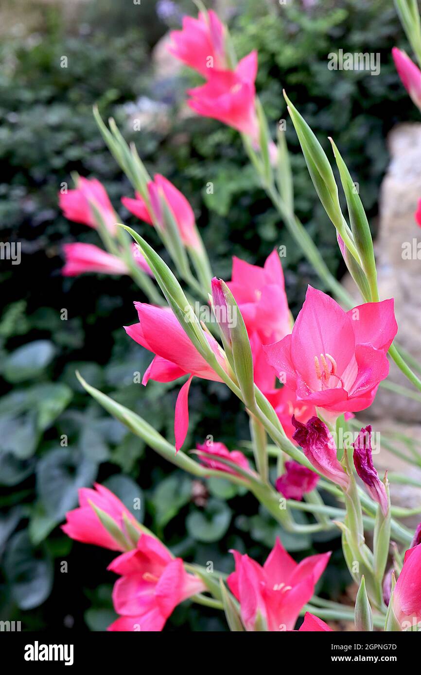 Green gladiolus hi-res stock photography and images - Alamy