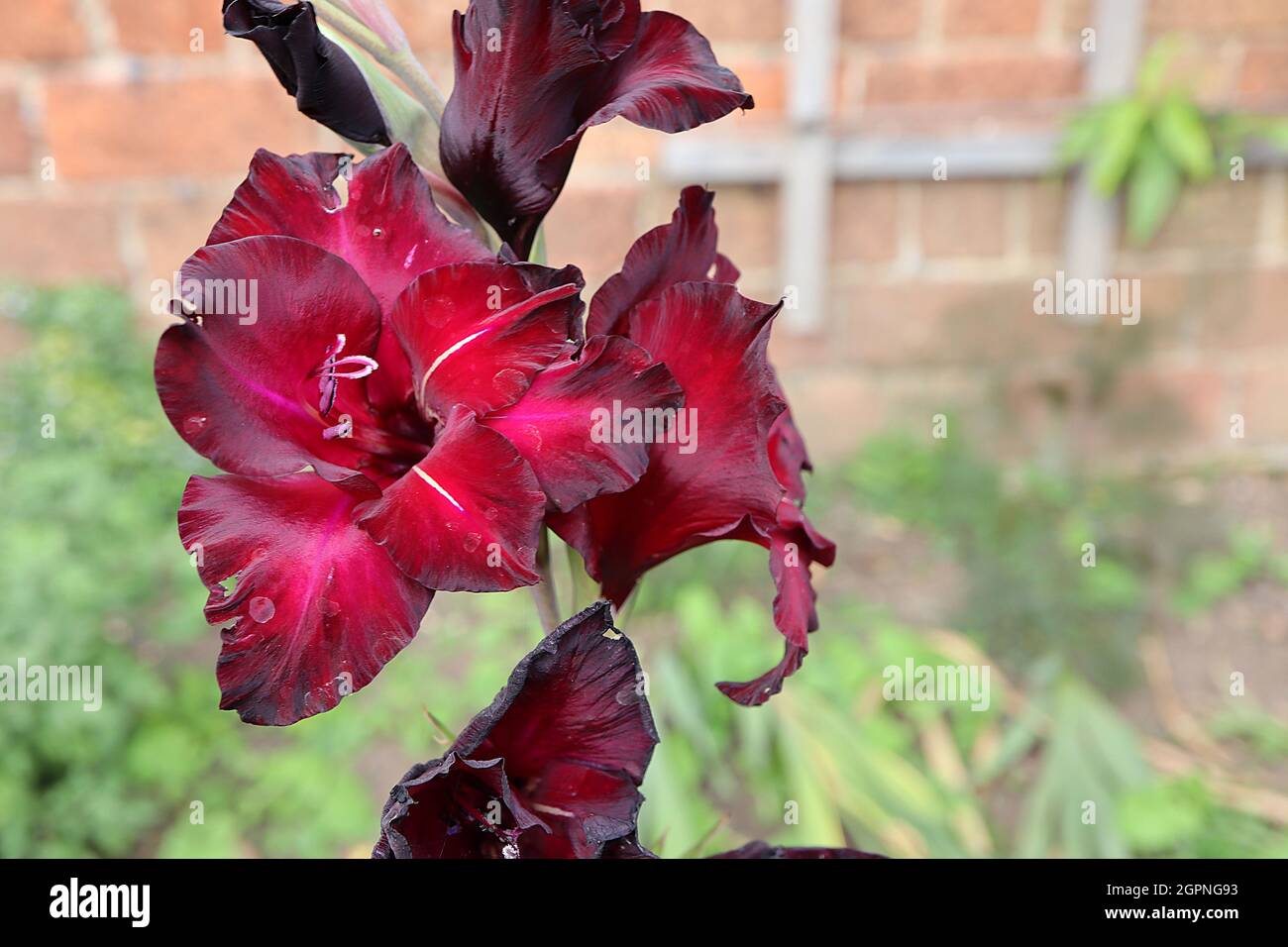 Sword lily espresso hi-res stock photography and images - Alamy