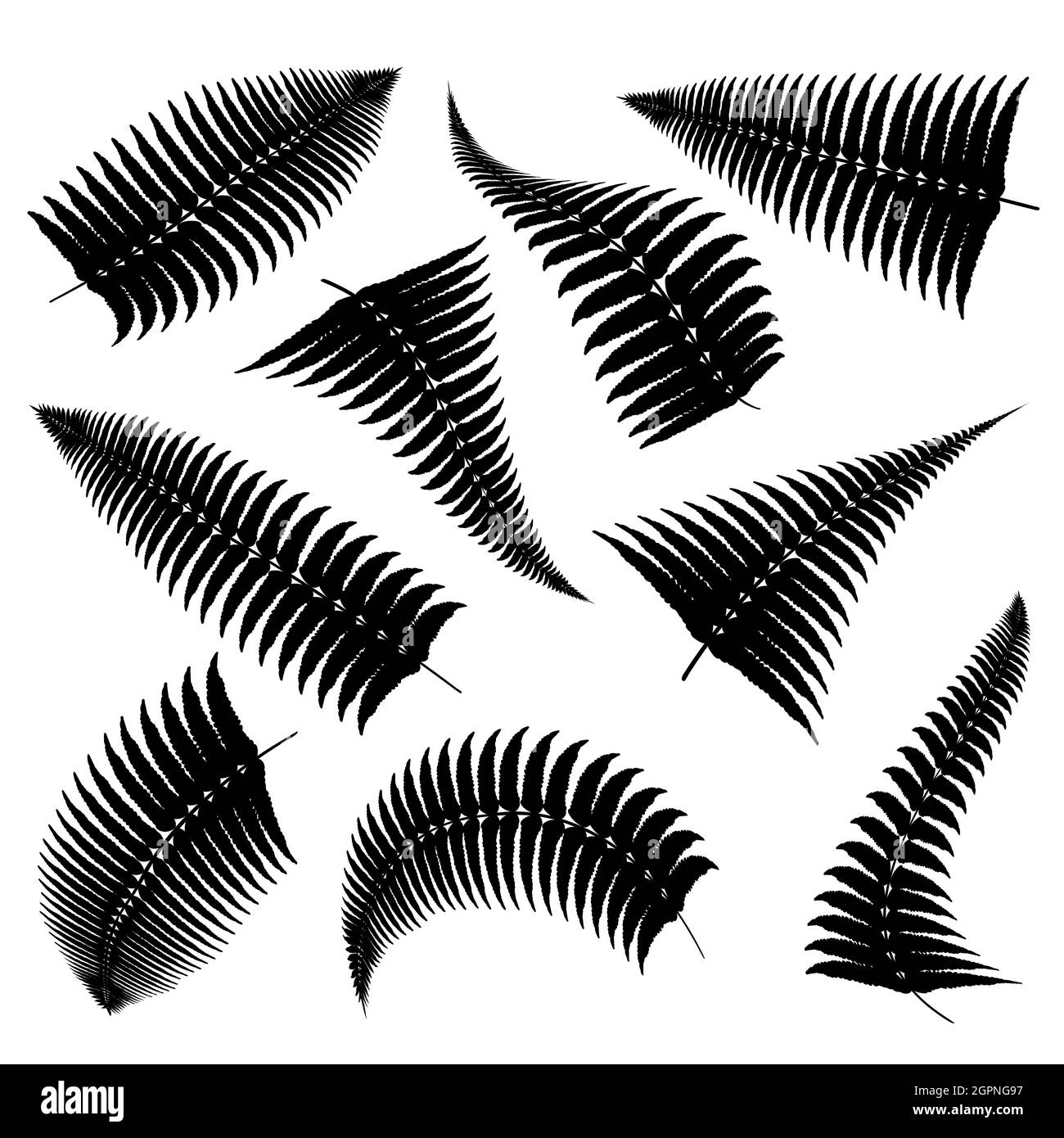 Ferns and leaves Cut Out Stock Images & Pictures - Alamy