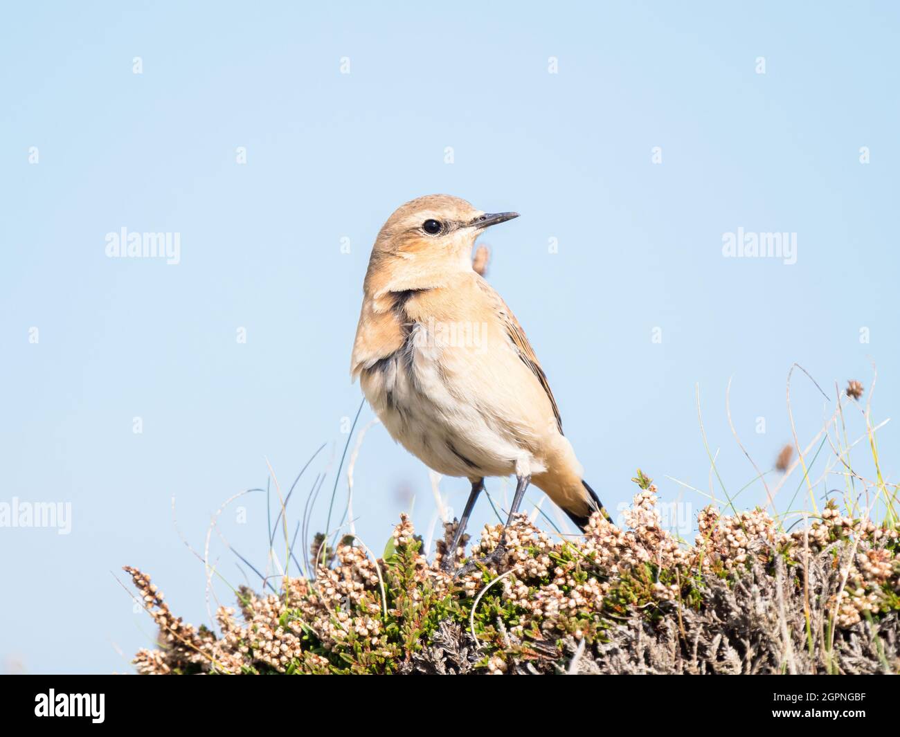 Male wheatear along the Pembrokeshire coastal path Stock Photo - Alamy