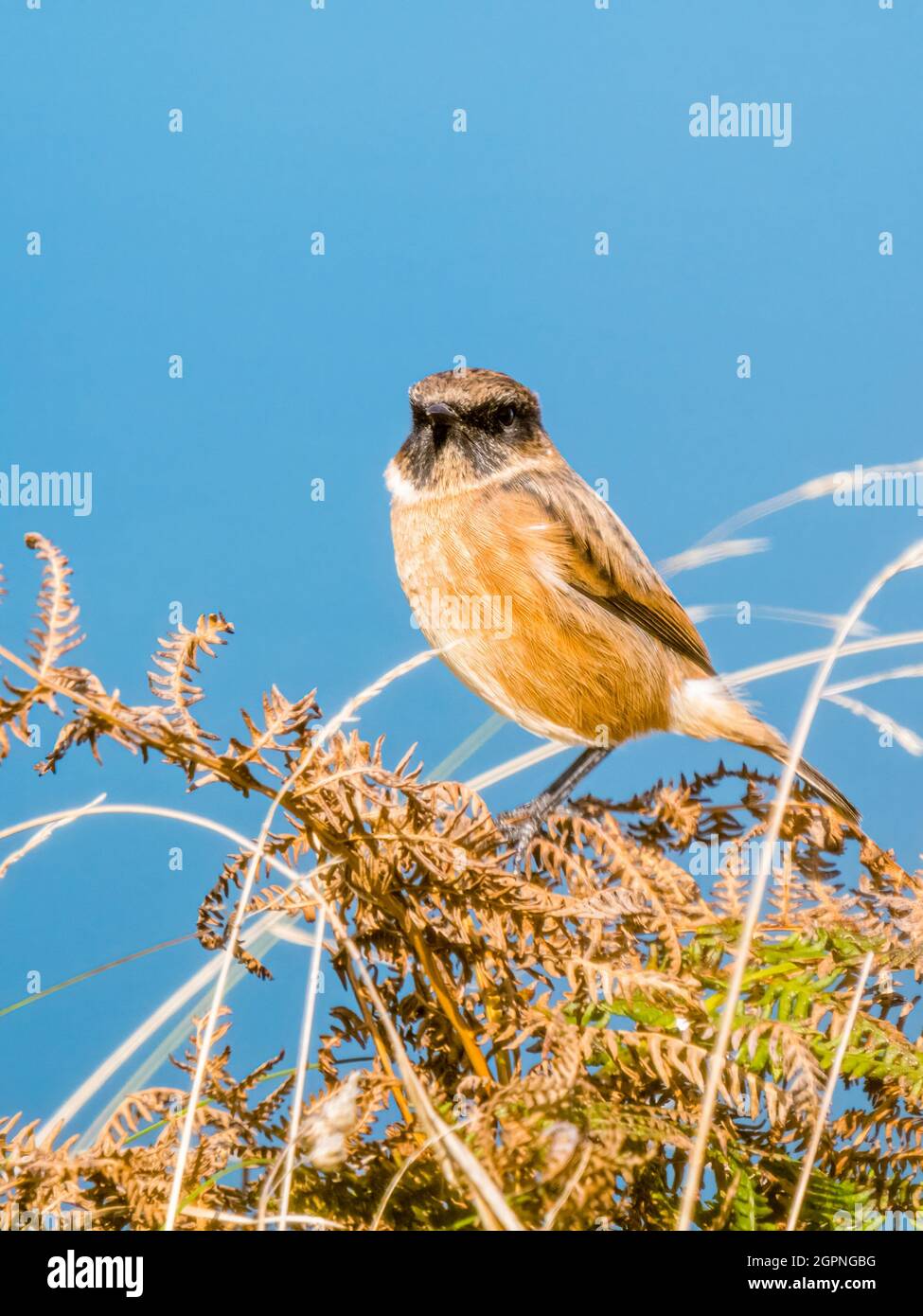 Stonechat sunshine hi-res stock photography and images - Alamy