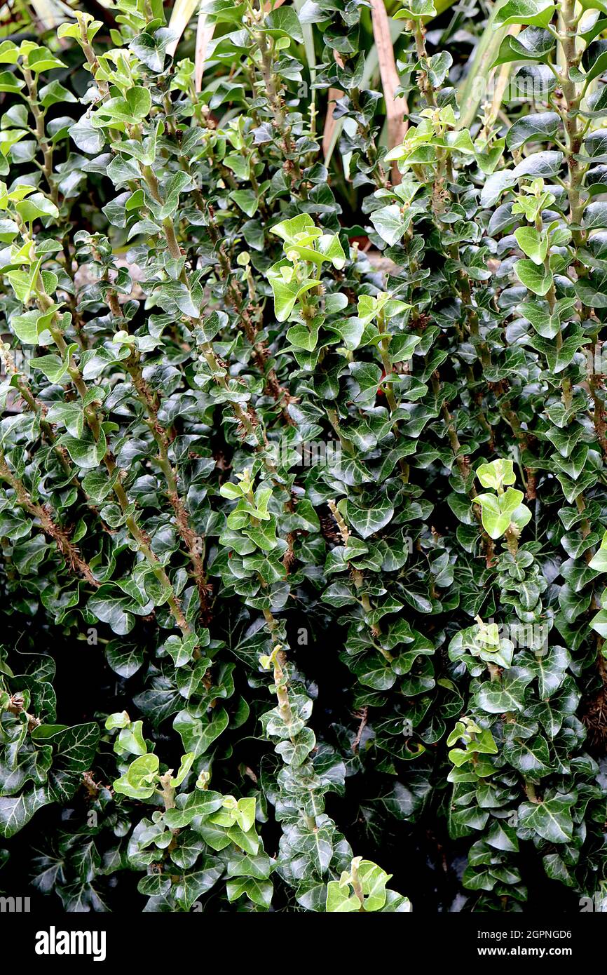 Hedera helix erecta hi-res stock photography and images - Alamy