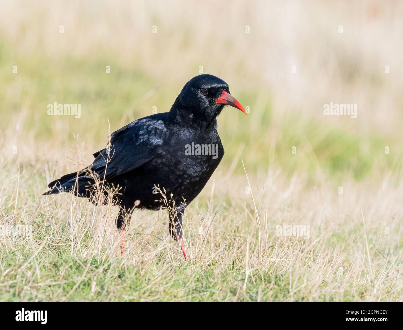 Chough foraging for insects in mid Wales Stock Photo - Alamy