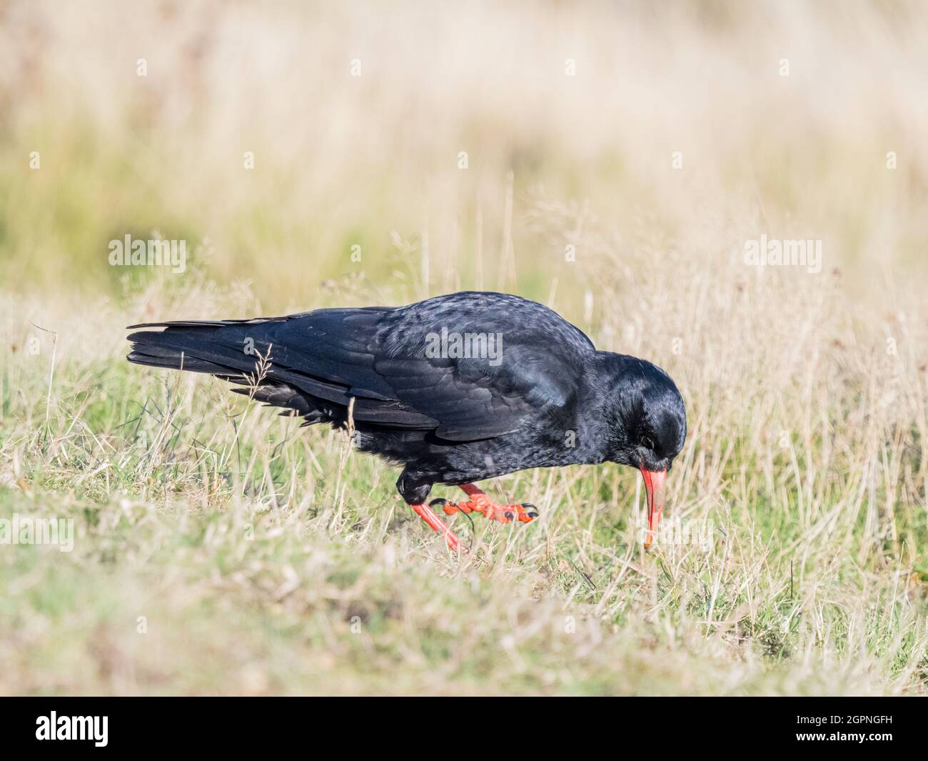 Chough foraging for insects in mid Wales Stock Photo - Alamy