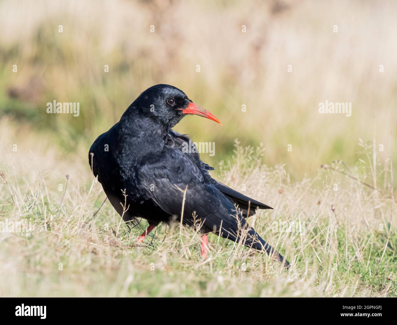 Chough foraging for insects in mid Wales Stock Photo - Alamy