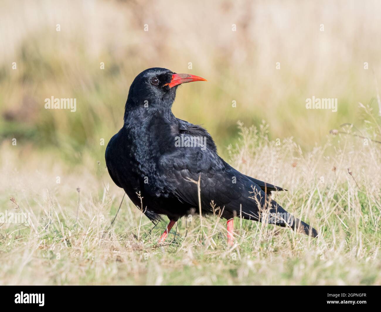 Chough foraging for insects in mid Wales Stock Photo - Alamy