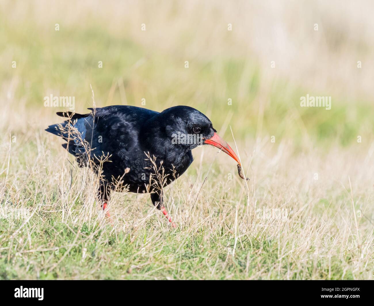 Insects spotting hi-res stock photography and images - Alamy