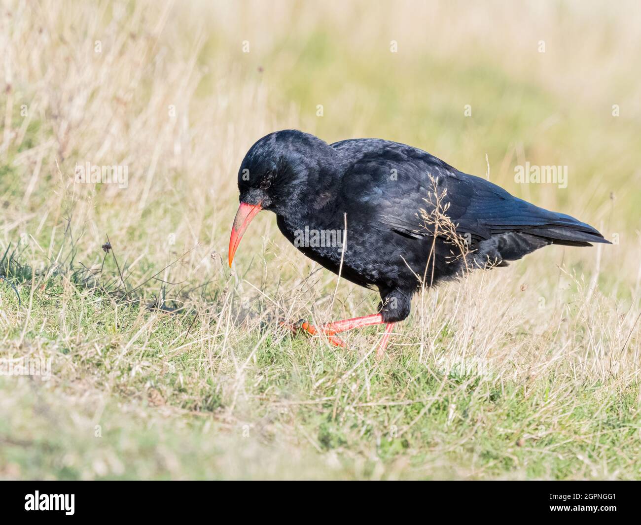 Chough foraging hi-res stock photography and images - Alamy