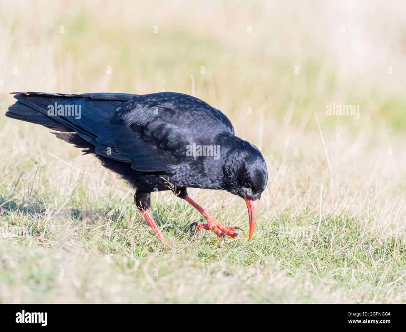 Chough foraging for insects in mid Wales Stock Photo - Alamy