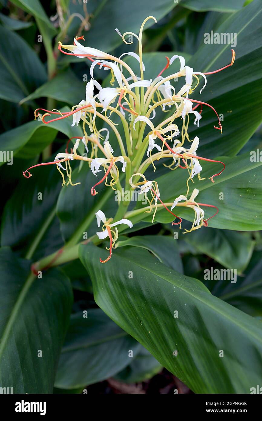 Hedychium yunnanense Yunnan ginger lily - upright racemes of white ...
