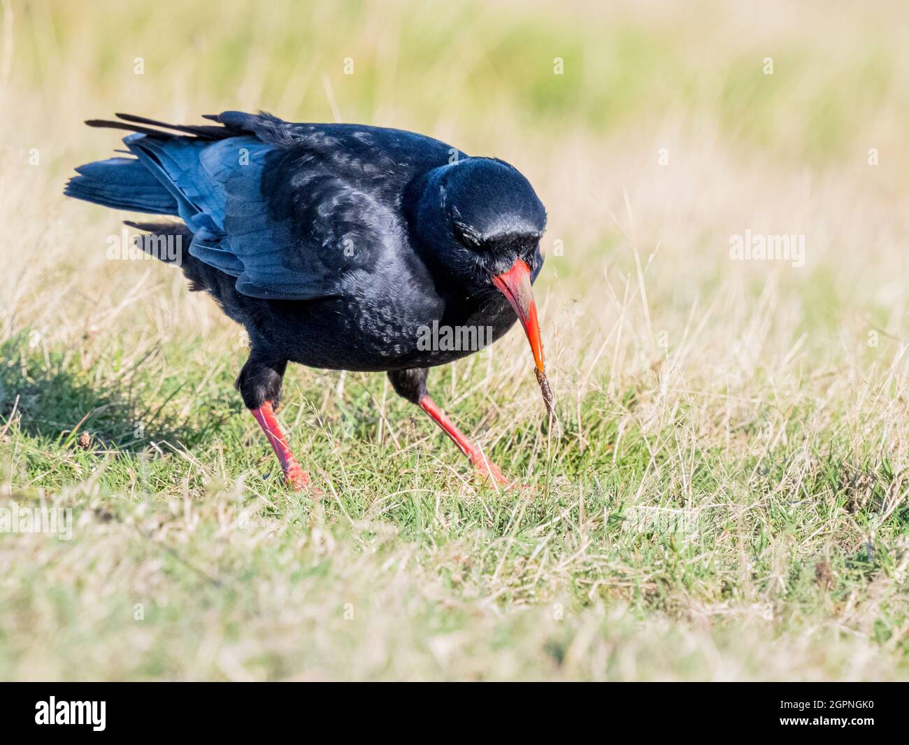 Chough foraging hi-res stock photography and images - Alamy